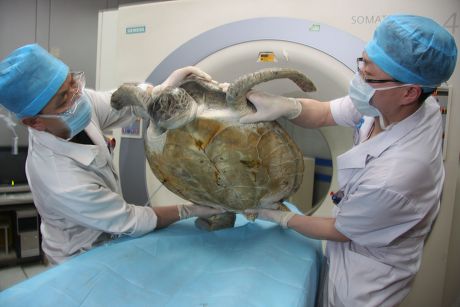 __COUNT__ imágenes de Doctors carry out surgery on sick wild sea turtle ...