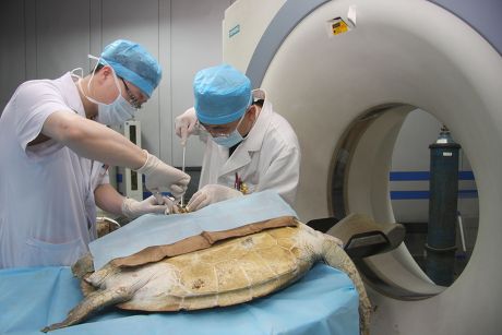 Doctors Operate On Sick Sea Turtle Editorial Stock Photo - Stock Image ...