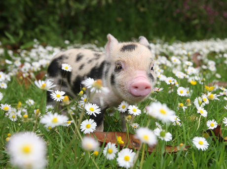 Miniature pigs at Pennywell Farm, Buckfastleigh, Devon, Britain - 2010 ...