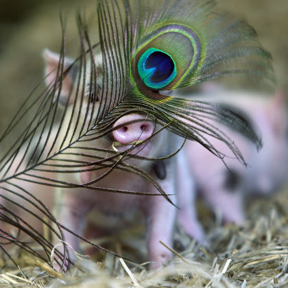Miniature Pig Peacock Feather Editorial Stock Photo - Stock Image ...