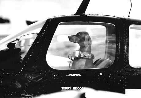 Top Air Racing Pilot Terry Hiscock Editorial Stock Photo - Stock Image ...
