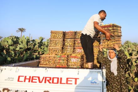 Worker Picks Prickly Pears On August Editorial Stock Photo - Stock ...