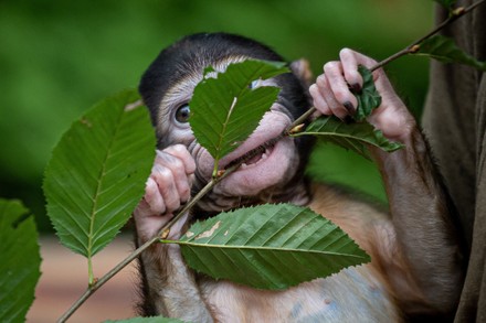 imágenes de Baby macaque magot at zoo in Wroclaw, Poland - 25 Aug 2022 ...