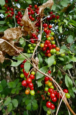 Necklace Bright Shiny Bryony Berries Hang Editorial Stock Photo - Stock ...