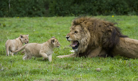 Boisterous lion cubs annoy their father at Longleat Safari Park ...