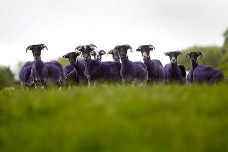 Purple Sheep Grazing Next Busy M8 Editorial Stock Photo - Stock Image ...