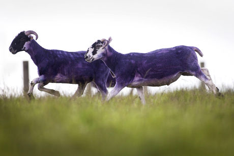 Purple Sheep Grazing Next Busy M8 Editorial Stock Photo - Stock Image ...