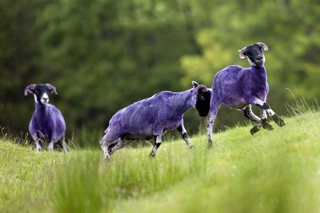 Purple Sheep Grazing Next Busy M8 Editorial Stock Photo - Stock Image ...
