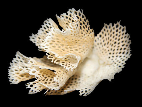 Giant Marine Isopod Glyptonotus Antarcticus Editorial Stock Photo ...