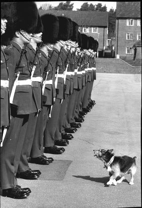 4 Mongrel army Stock Pictures, Editorial Images and Stock Photos ...