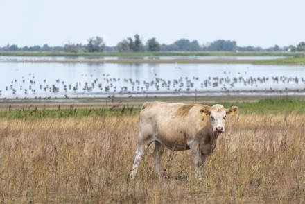 5,000 Cow farm Stock Pictures, Editorial Images and Stock Photos ...