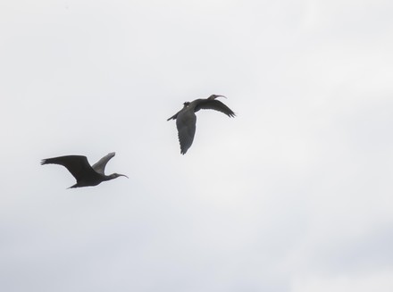 5,000 Bird species Stock Pictures, Editorial Images and Stock Photos ...