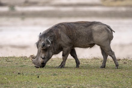4,000 Boar Stock Pictures, Editorial Images and Stock Photos | Shutterstock