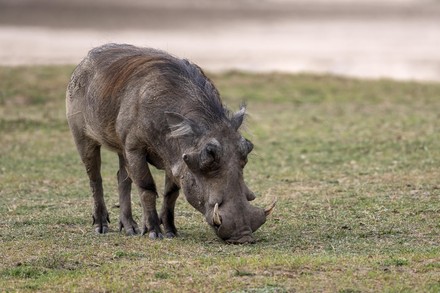 4,000 Boar Stock Pictures, Editorial Images and Stock Photos | Shutterstock