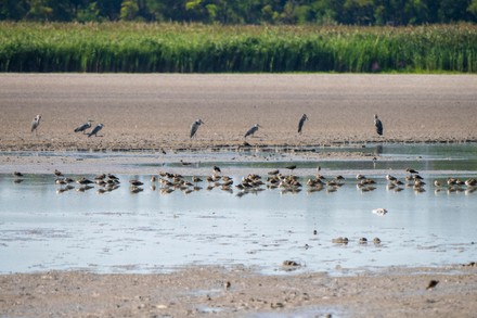 Birds Very Dry Zicksee Lake Neusiedlseewinkel Editorial Stock Photo ...