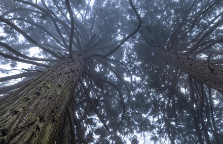 250 Mammoth tree Stock Pictures, Editorial Images and Stock Photos ...