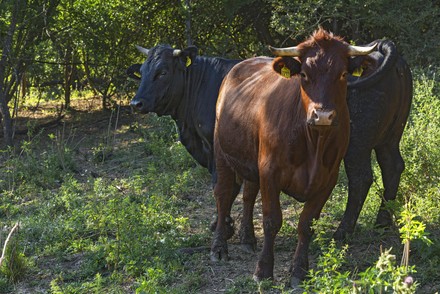 5,000 Bovids Stock Pictures, Editorial Images and Stock Photos ...