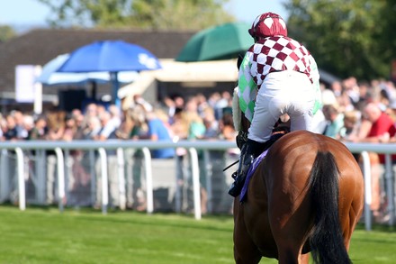 2,000 Gallop racing Stock Pictures, Editorial Images and Stock Photos ...