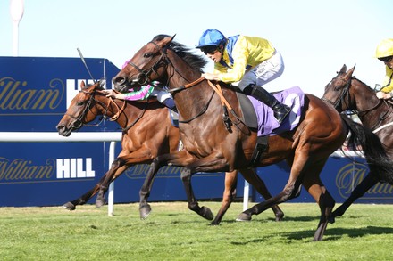2,000 Gallop racing Stock Pictures, Editorial Images and Stock Photos ...