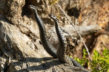 Adder Two Snakes Commentary Fight Front Editorial Stock Photo - Stock ...