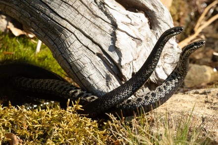 Adder Two Snakes Outstretched Tongues Commentary Editorial Stock Photo ...