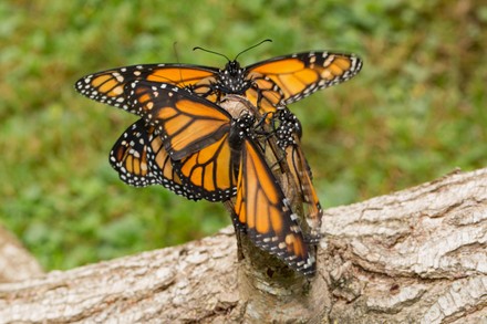 Monarch Butterfly Four Butterflies Open Wings Editorial Stock Photo ...