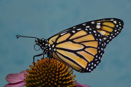 Monarch Butterfly Male Closed Wings Sitting Editorial Stock Photo ...