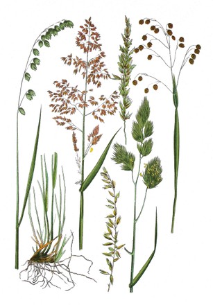 4 Dithering grass Stock Pictures, Editorial Images and Stock Photos ...
