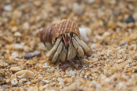 Hermit Crab Seen Beach Galle Sri Editorial Stock Photo - Stock Image ...