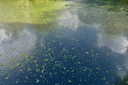 Local Village Pond Begins Stagnate Once Editorial Stock Photo - Stock ...