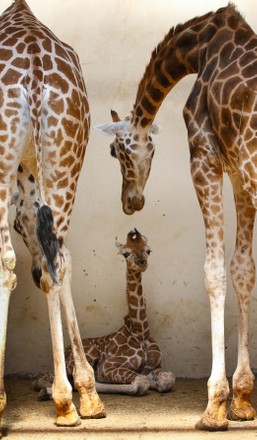 13dayold Male Giraffe Bull Relaxes Giraffes Editorial Stock Photo ...