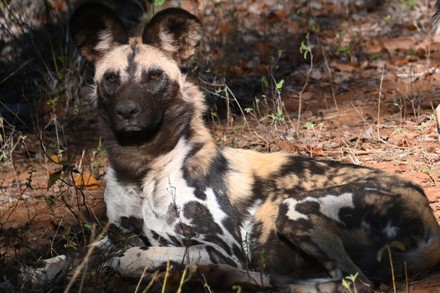 Painted wild dogs, Zimbabwe, Africa - 05 Jul 2022 Stock Pictures ...