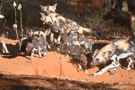 Painted wild dogs, Zimbabwe, Africa - 05 Jul 2022 Stock Pictures ...