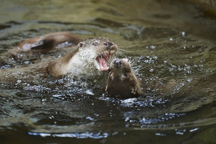 Eurasian Otter Lutra Lutra Waters Edge Editorial Stock Photo - Stock ...