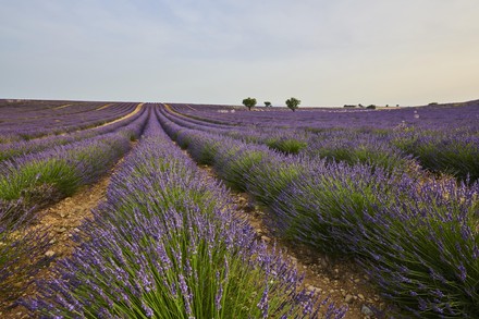 True Lavender Lavandula Angustifolia Field Near Editorial Stock Photo ...
