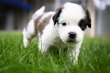 One Seven One Month Old Puppies Editorial Stock Photo - Stock Image ...