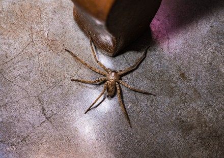 Young Female Huntsman Heteropoda Venatoria Spider Editorial Stock Photo ...