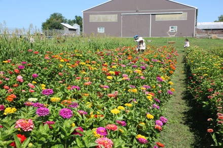 8,000 Flower field Stock Pictures, Editorial Images and Stock Photos ...