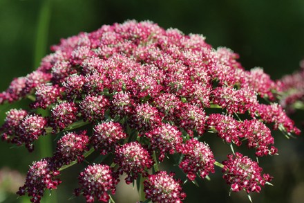 Pink Burgundy Dara Ammi False Queen Editorial Stock Photo - Stock Image ...