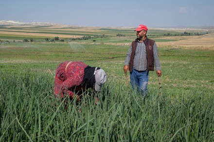 2,000 Kurdish women Stock Pictures, Editorial Images and Stock Photos ...