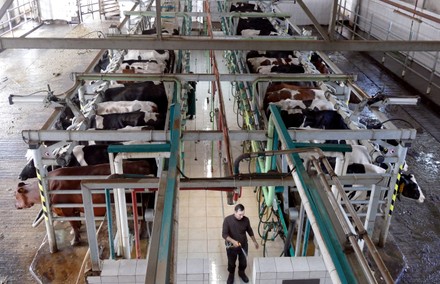 Cows Seen On Premises Collective Agricultural Editorial Stock Photo ...