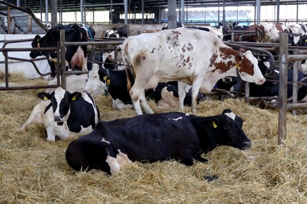 5,000 Cow farm Stock Pictures, Editorial Images and Stock Photos ...