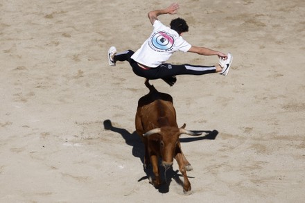 Young Man Jumpd Over Bull After Editorial Stock Photo - Stock Image ...
