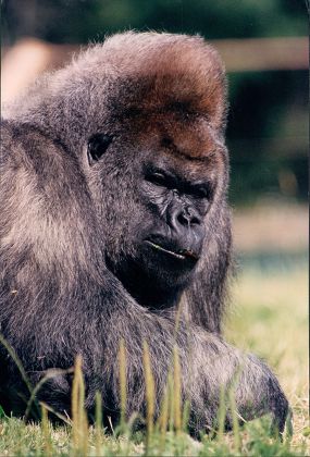Nico Lowland Gorilla Watching Satellite Television Editorial Stock ...