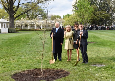 Tree Planted By Donald Trump His Editorial Stock Photo - Stock Image ...