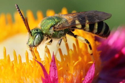 Bicolored Agapostemon Sweat Bee Agapostemon Viriscens Editorial Stock ...