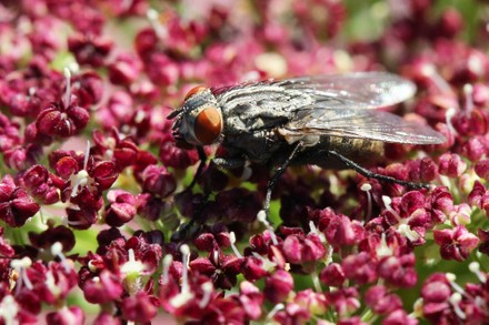 Flesh Fly Sarcophagidae On Dara Ammi Editorial Stock Photo - Stock ...