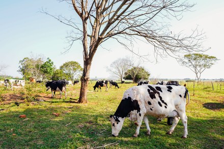 5,000 Cow farm Stock Pictures, Editorial Images and Stock Photos ...