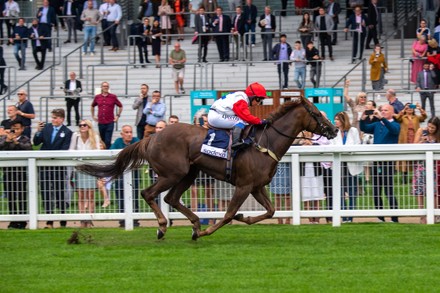 Horse Sound Iona Ridden By Jockey Editorial Stock Photo - Stock Image ...