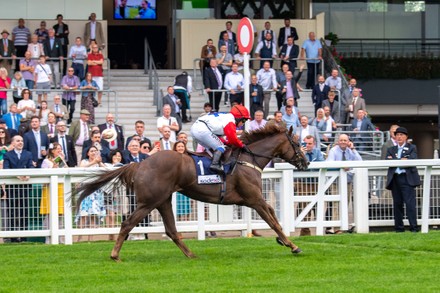 Horse Sound Iona Ridden By Jockey Editorial Stock Photo - Stock Image ...